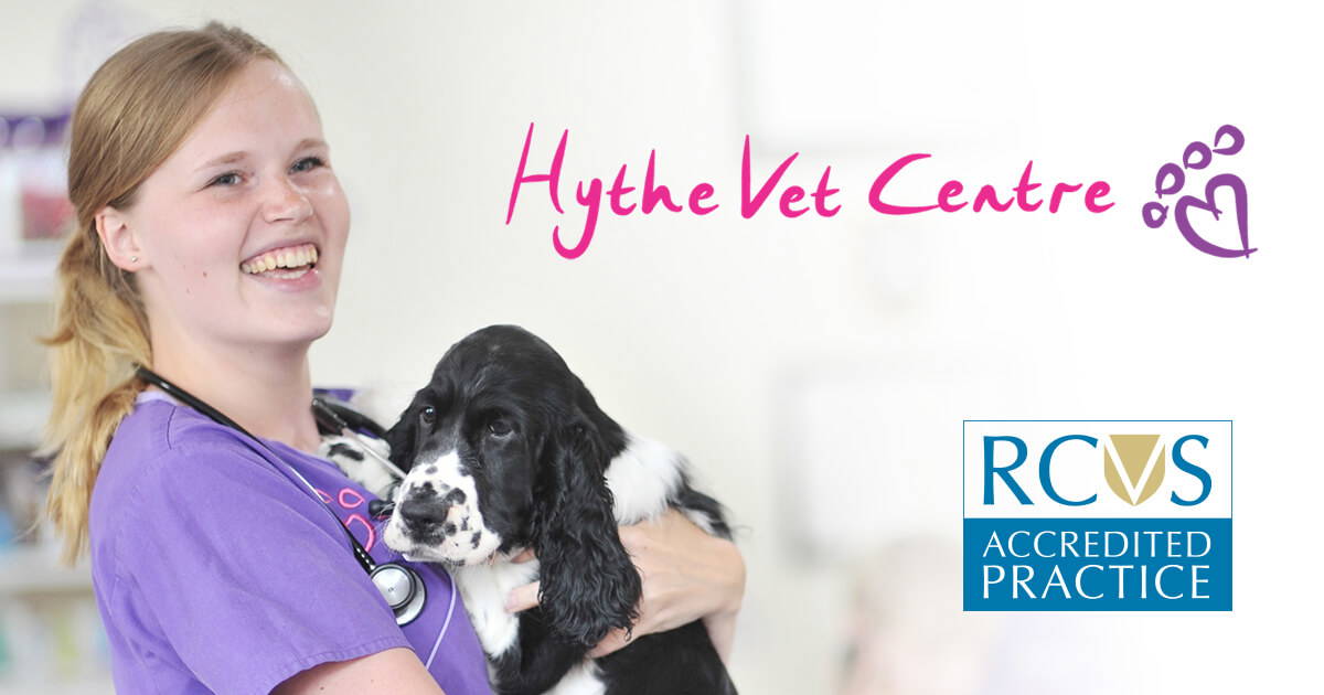 Meet the wonderful veterinary team at Hythe Veterinary Centre