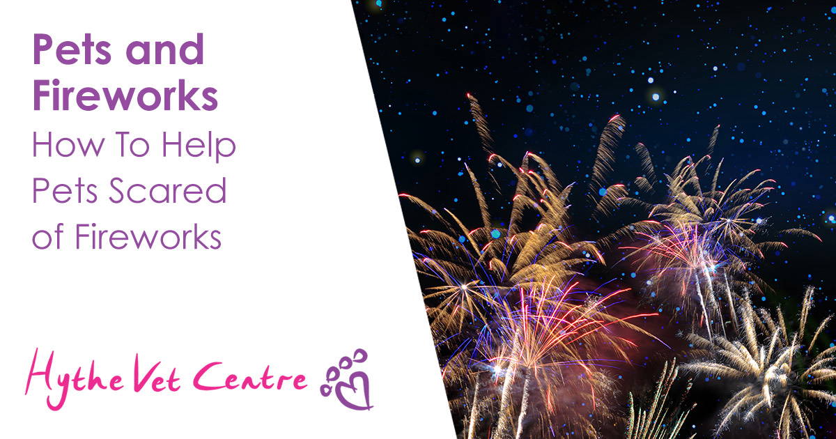 Pets and Fireworks | How To Help Pets Scared of Fireworks | Hythe Vets