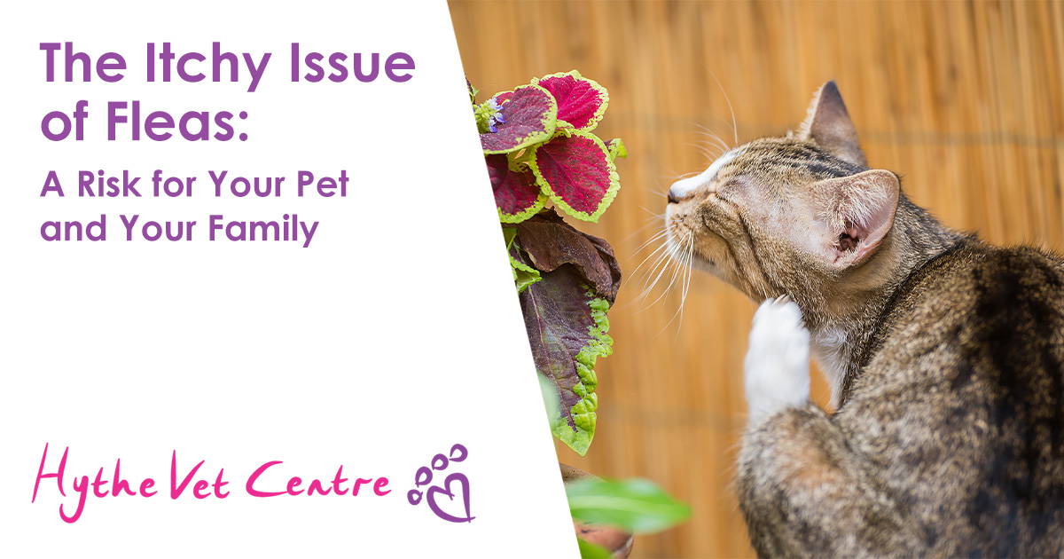 The Itchy Issue of Fleas: A Risk for Your Pet and Your Family