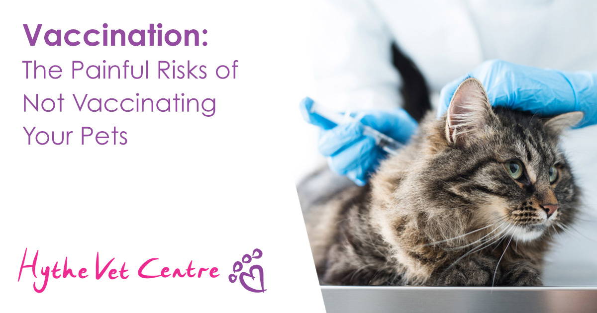The Painful Risks of Not Vaccinating Your Pets | Hythe Vets