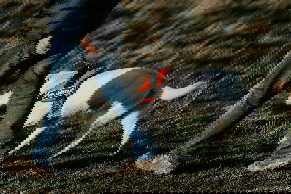 Animal Health Certificates (AHCs): Pet Owner's Guide to Taking Your Pet ...