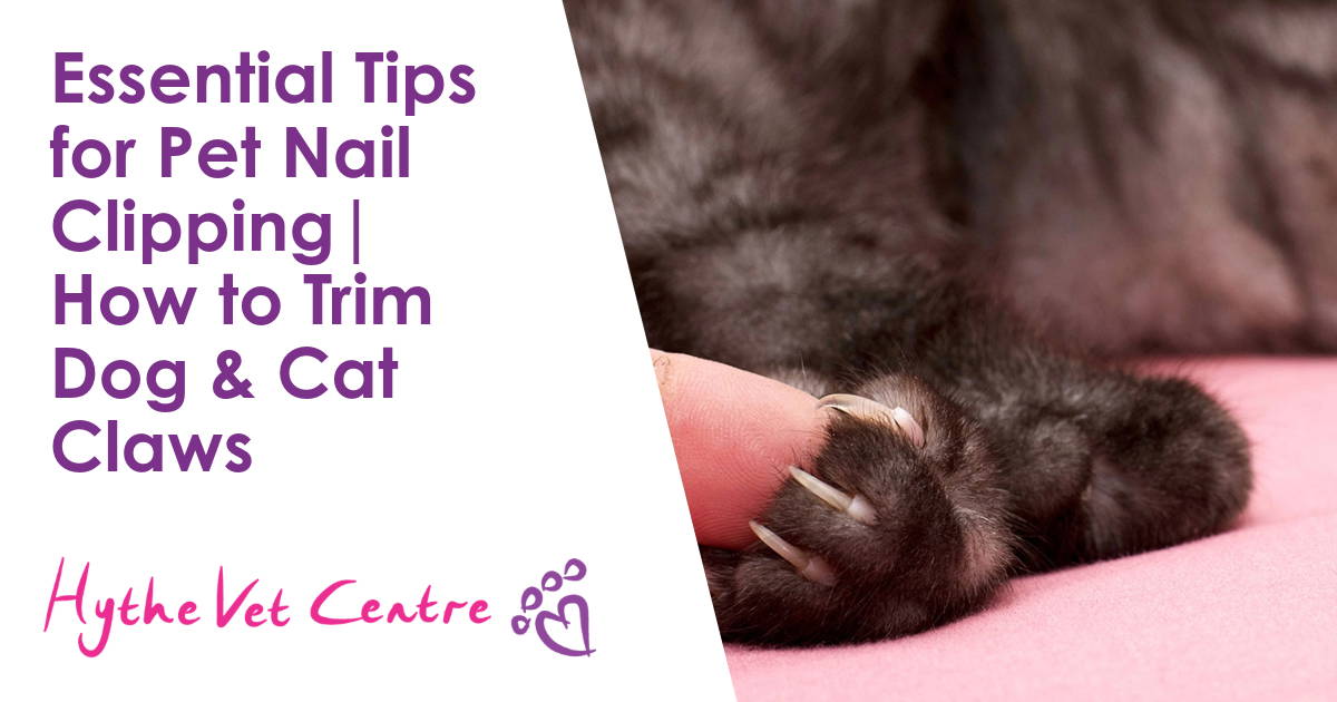 Essential Tips for Pet Nail Clipping | How to Trim Dog & Cat Claws ...