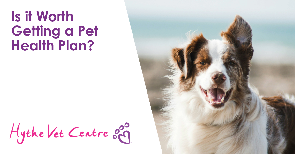 Is it Worth Getting a Pet Health Plan? | Hythe Veterinary Centre Guide ...