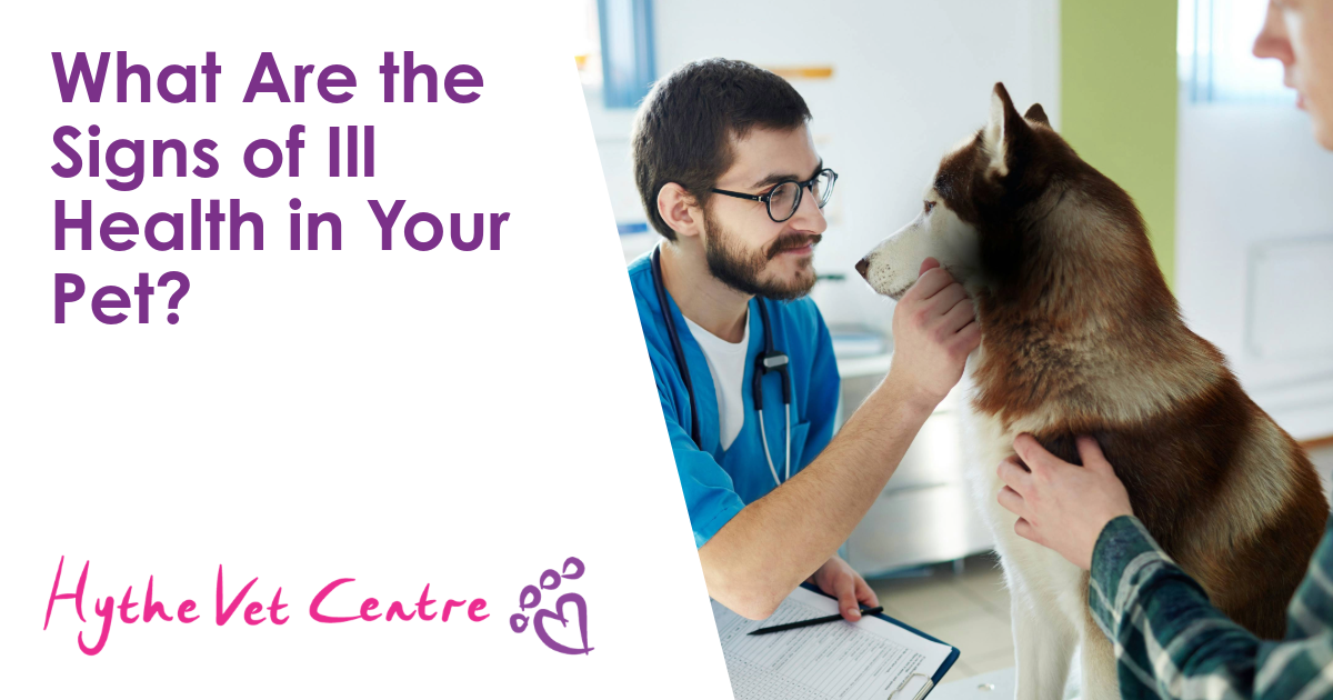 What Are the Signs of Ill Health in Your Pet? | Hythe Veterinary Centre